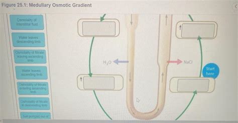 Solved Figure 25 1 Medullary Osmotic Gradient Osmolality Of