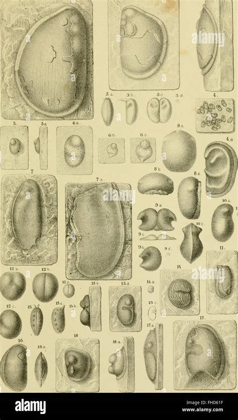 The Classes And Orders Of Arthropods Scientifically Presented In Word