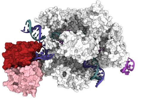 Powerful Dna Manipulation Improved Gene Editing With New Understanding