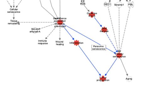 Ingenuity Pathway Analysis Pathway Tool Illustrating The Role Of Sasp