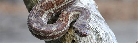 Australian Reptile Park Stimsons Python Australian Reptile Park Stimsons Python