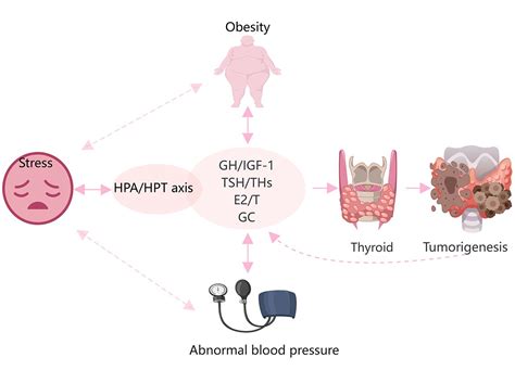Frontiers A Review Of Complex Hormone Regulation In Thyroid Cancer