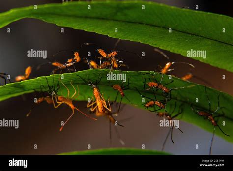 Goiania Goias Brazil Janeiro 18 2025 Group Of Leaf Footed Bug Nymphs Nymphs On A Leaf With