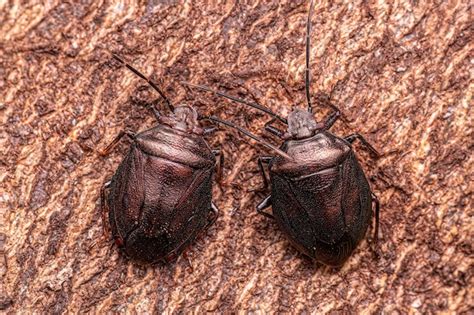 Premium Photo Adult Stink Bug