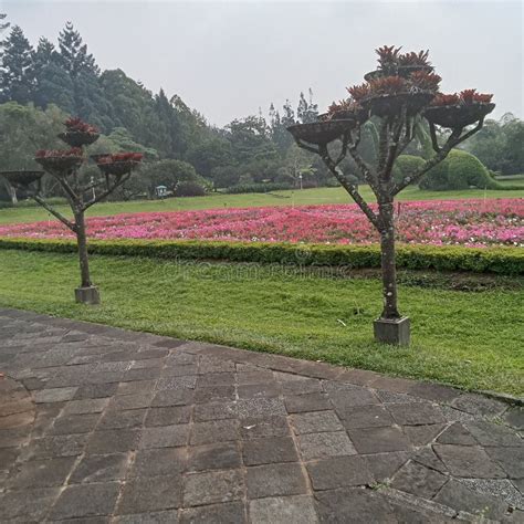 The Road And Flower Green Grass And Pink Flower Stock Image Image Of