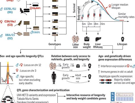 Sex And Age Dependent Genetics Of Longevity In A Heterogeneous Mouse