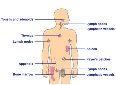 ORGANS OF THE IMMUNE SYSTEM AND THEIR FUNCTION Everything Microbiology