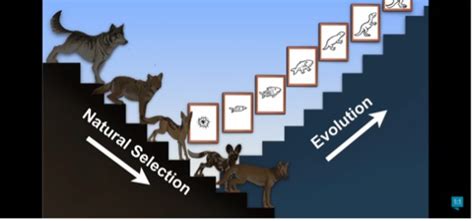 Creation Vs Evolution Questions In Theology