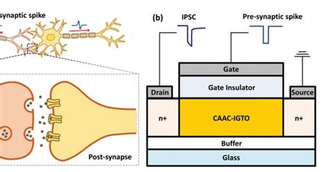 장진 교수팀 뉴로모픽에 응용 가능한 산화물 반도체 Tft 소자 개발