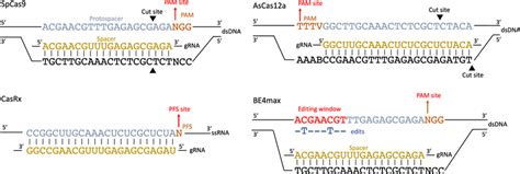 Examples Of Dna And Rna Targeting Nucleases Represented In Download Scientific Diagram