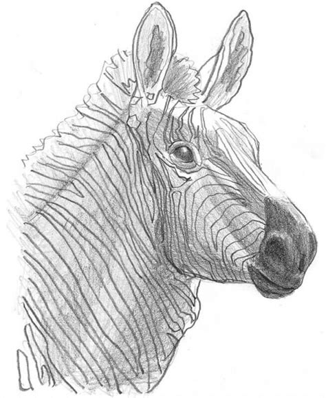 How to draw a zebra's head. Step-by-step drawing tutorial.