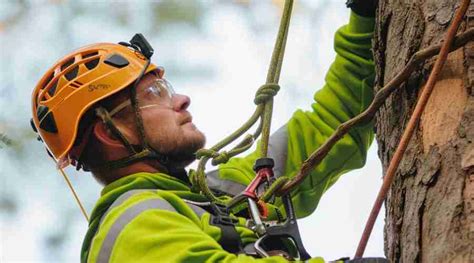 How Much Does Tree Removal Cost Complete Pricing Guide