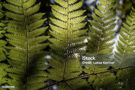 프란츠 조시셉 근처 열대 우림의 고사리 뉴질랜드 완벽한 천연 고사리 패턴 젊은 녹색 고사리 잎으로 만든 아름다운 배경 0명에 대한 스톡 사진 및 기타 이미지 Istock