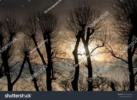 Naked Trees River Images Stock Photos Vectors Shutterstock