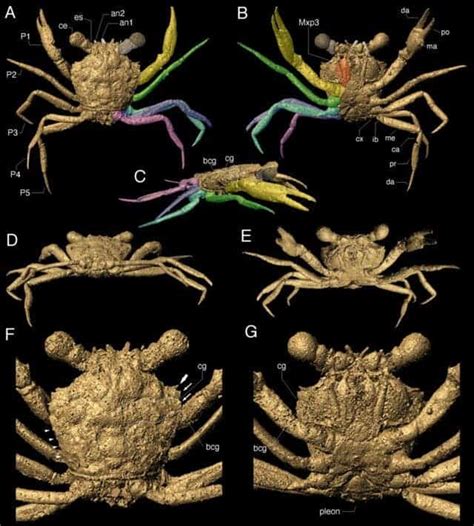 Amazing 100 Million Year Old Crab Found Perfectly Preserved In Amber