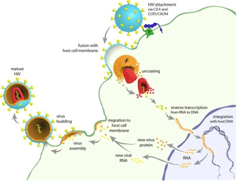 Figure 29 From Effects Of Complement Opsonization Of Hiv On Dendritic Cells And Implications