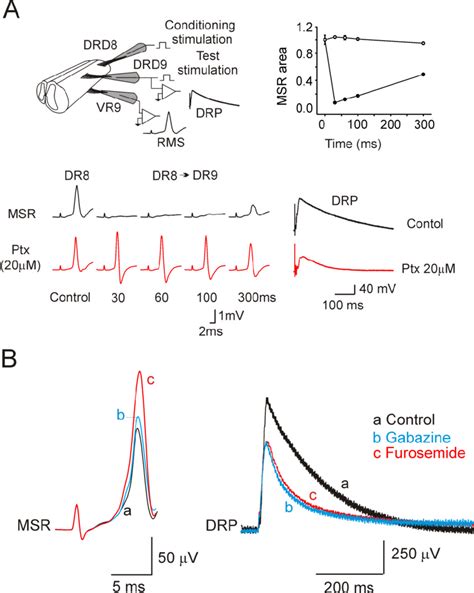 Modulation Of The Monosynaptic Reflex By Synaptic And High Affinity
