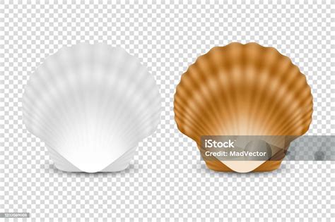 벡터 3d 사실적인 흰색과 갈색 닫힌 가리비 진주 조개 아이콘 은 투명 한 배경에 격리 닫힘 설정 합니다 디자인 템플릿 전면