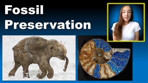Recrystallization Fossil