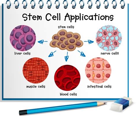 Scientific Medical Stem Cell Applications Vector Image