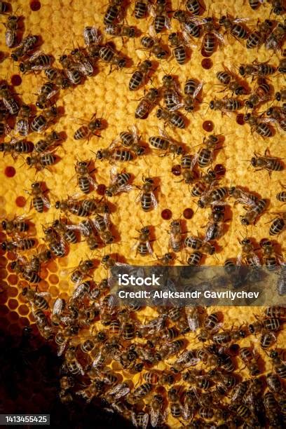 벌집에있는 꿀벌과 꿀을 클로즈업합니다 양봉장의 벌집 그리드에서 꿀을 만드는 꿀벌 가족 0명에 대한 스톡 사진 및 기타 이미지 0명 계절 곤충 Istock