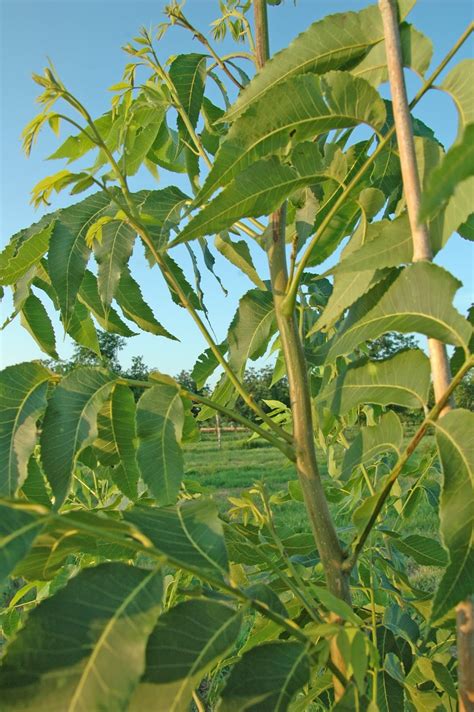 Northern Pecans Pruning A Young Pecan Tree Back Into Balance