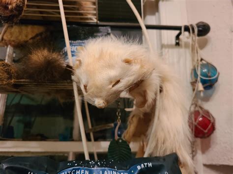 Albino Skunk Finished Rhidetanning