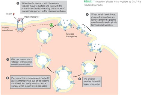 Glucose Transport By Glut4 Diagram Quizlet
