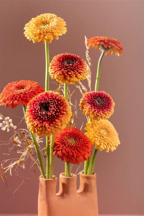 Discover Gerbera Pomponi® Mini Gerbera Pink Flowers Flower Decorations