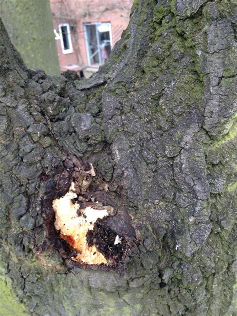 Tree Identification Homeowners Tree Advice Forum Arbtalk The Social Network For Arborists