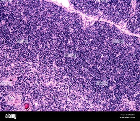 Thymus Cortex Light Micrograph The Thymus Cortex Has A Homogenous