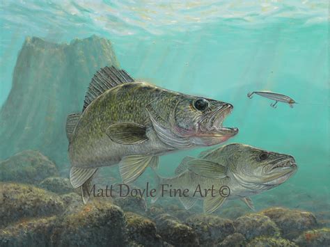 Walleye Underwater Art Taking The Bait By Jim Hansel 17x21 Fish