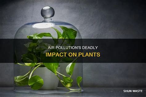 Air Pollutions Deadly Impact On Plants Shunwaste