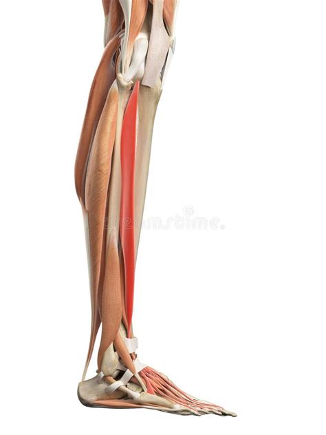 The Extensor Digitorum Longus Stock Illustration Illustration Of Male Fitness 58450385