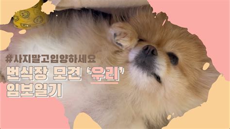 번식장 모견 우리 임보일기ㅣ유기견 임시보호ㅣ슬개골탈구 3기ㅣ애견운동장💕ㅣtemporarily Foster A Pomeranian Youtube