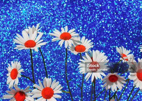 스마트 꽃다발 밝은 동그라미와 화려한 휴가 파란 배경에서에서 아름 다운 부드러운 화이트 데이지 꽃 0명에 대한 스톡 사진 및 기타 이미지 Istock