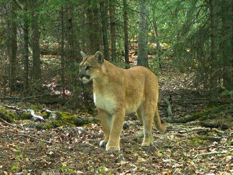 Cougars Like Habitats Near Roads With Good Cover U Of A Research