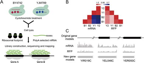 Transcriptome And Translatome Profiling For Yjm789 And By4742 A