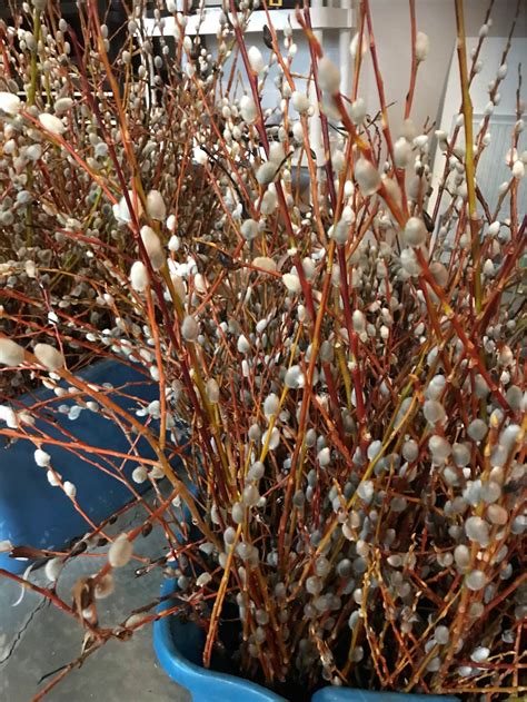 Fresh Pussy Willow Branches Plants And Seedlings Duffield Alberta