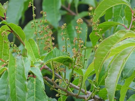 Prunus Eflora Of India