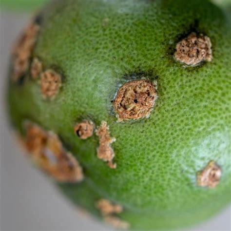 citrus canker disease treatment and symptoms