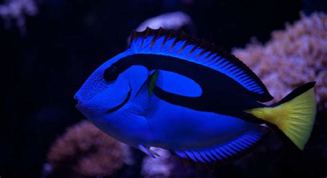 Regal Tang