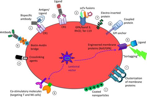 Red Blood Cell Antigens