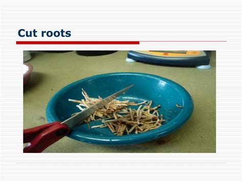 Ppt Nematode Extraction Methods Root Extraction Techniques