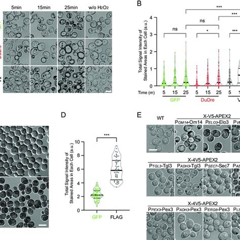Verification Of The Subcellular Localization Of Apex2 Based Organelle Download Scientific