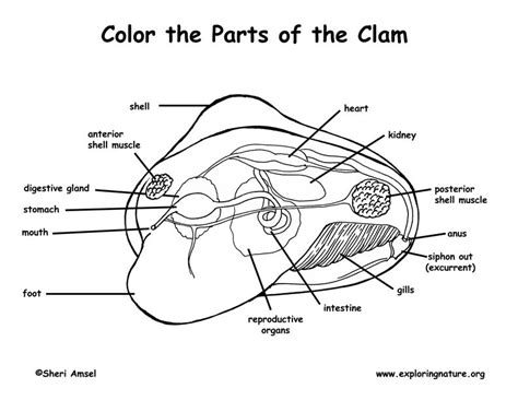 Zoology Clam Dissection Presentation By Howardology Tpt
