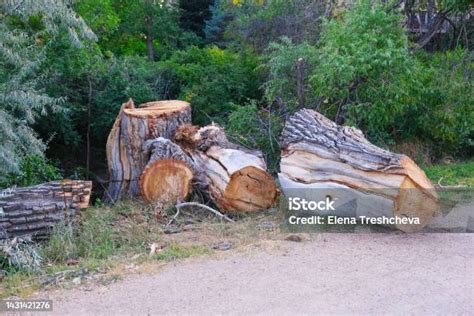 등산로 자연 배경 풍경 사진을 따라 폭풍에 의해 손상된 오래된 쓰러진 나무의 통나무 줄기 더미 도시 주거 지역의 유지 보수 작업 야외 산책 갈색에 대한 스톡 사진 및 기타