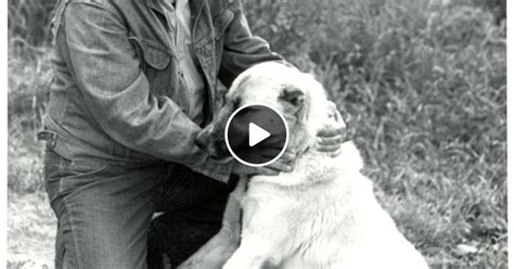 ძაღლი ნოდარ დუმბაძე By აუდიო წიგნები უსინათლოთათვის Mixcloud