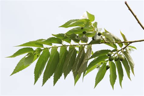 Capulines Fruta