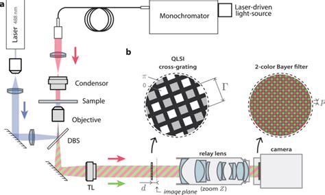 Single Shot Quantitative Phase Fluorescence Imaging Using Cross Grating